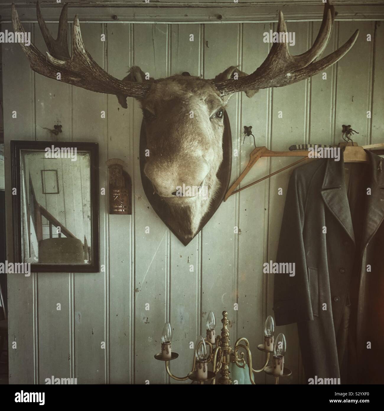 A moose head hunter’s trophy hanging on the wall in an old, abandoned ...