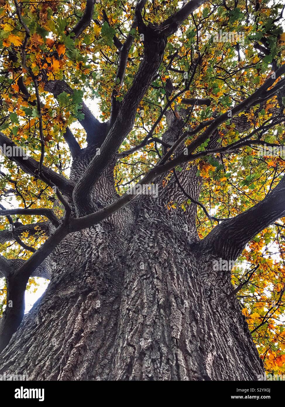 Mighty oak tree hi-res stock photography and images - Alamy
