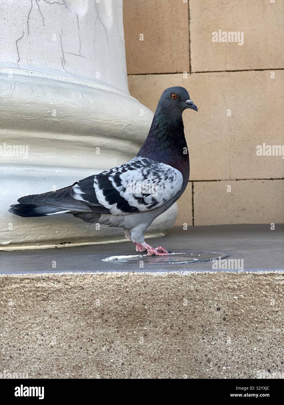 Closeup of a pigeon sitting on a concrete ledge Stock Photo - Alamy