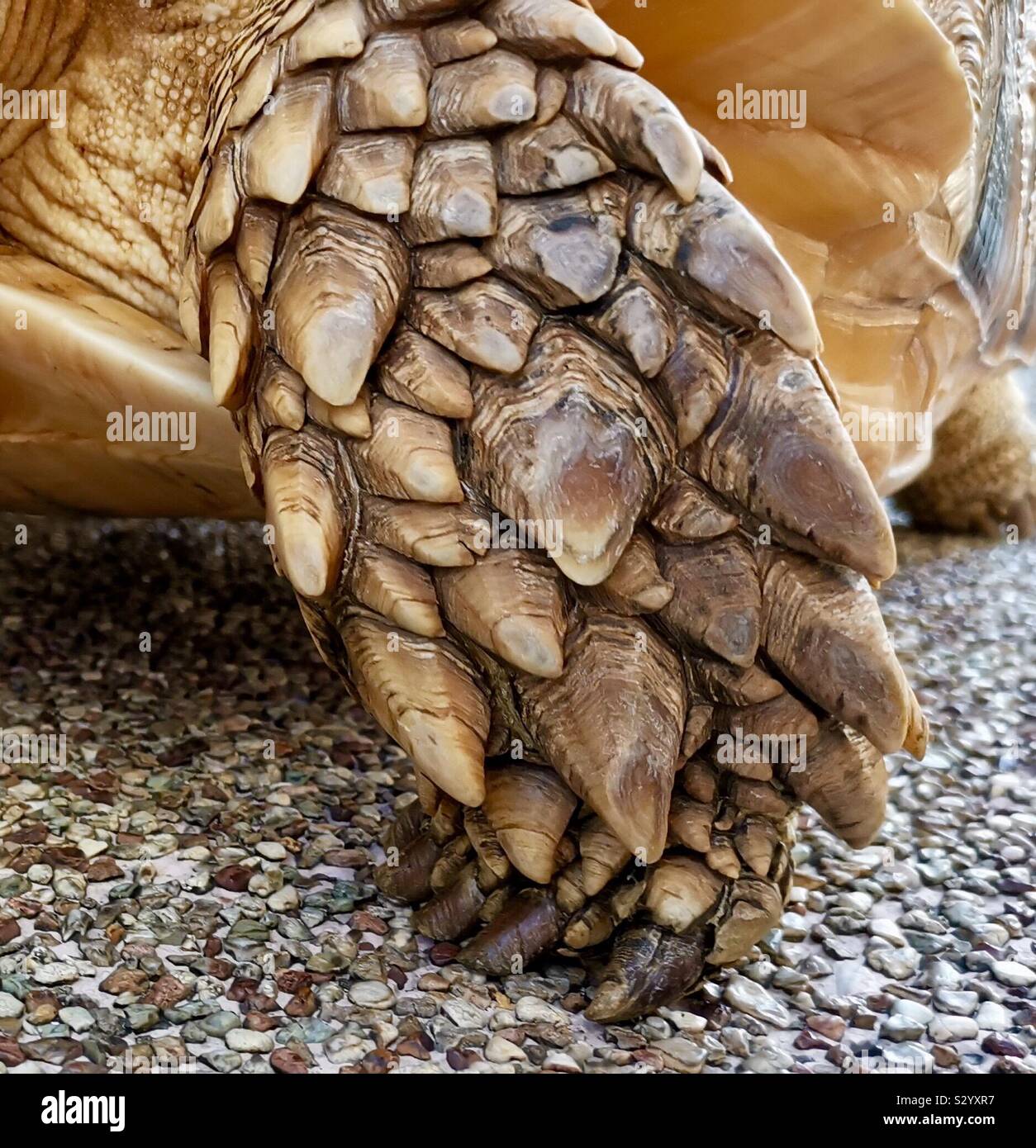 Turtle patterns hi-res stock photography and images - Alamy