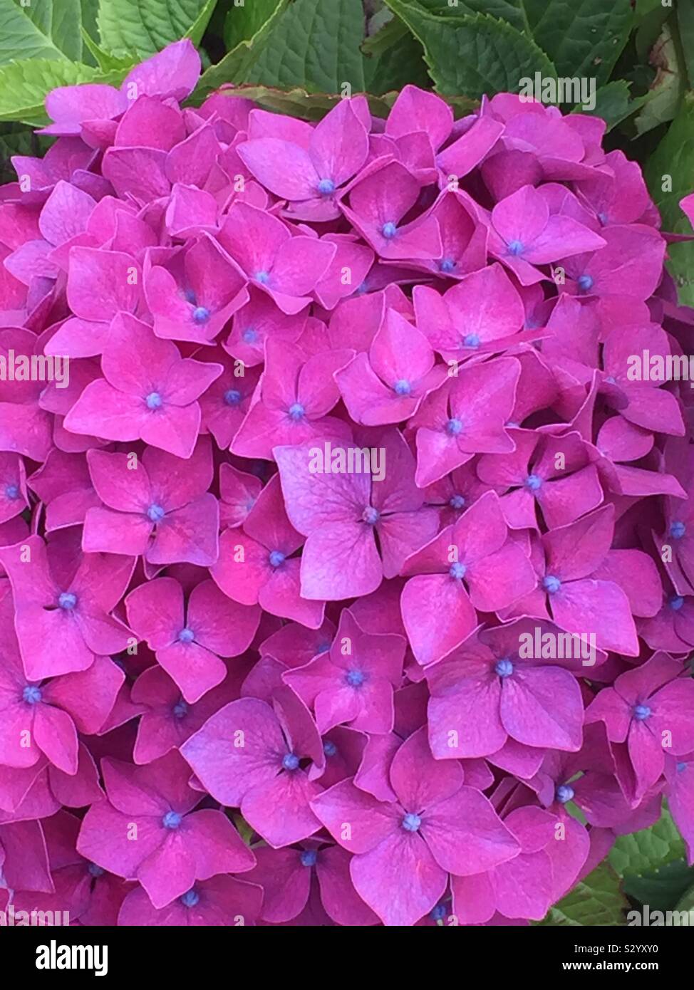 Beautiful hydrangeas hi-res stock photography and images - Alamy