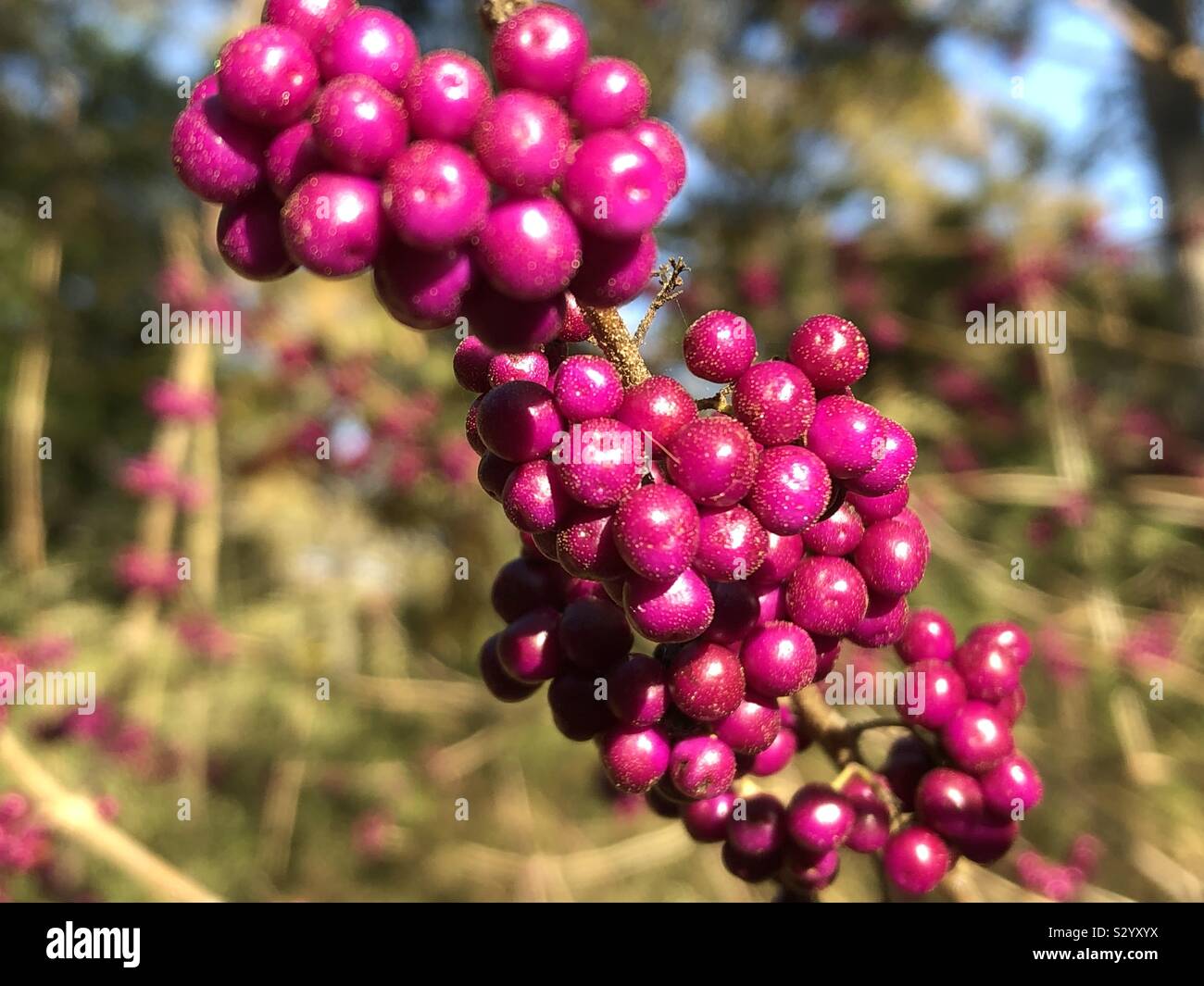 American beauty berry Stock Photo - Alamy