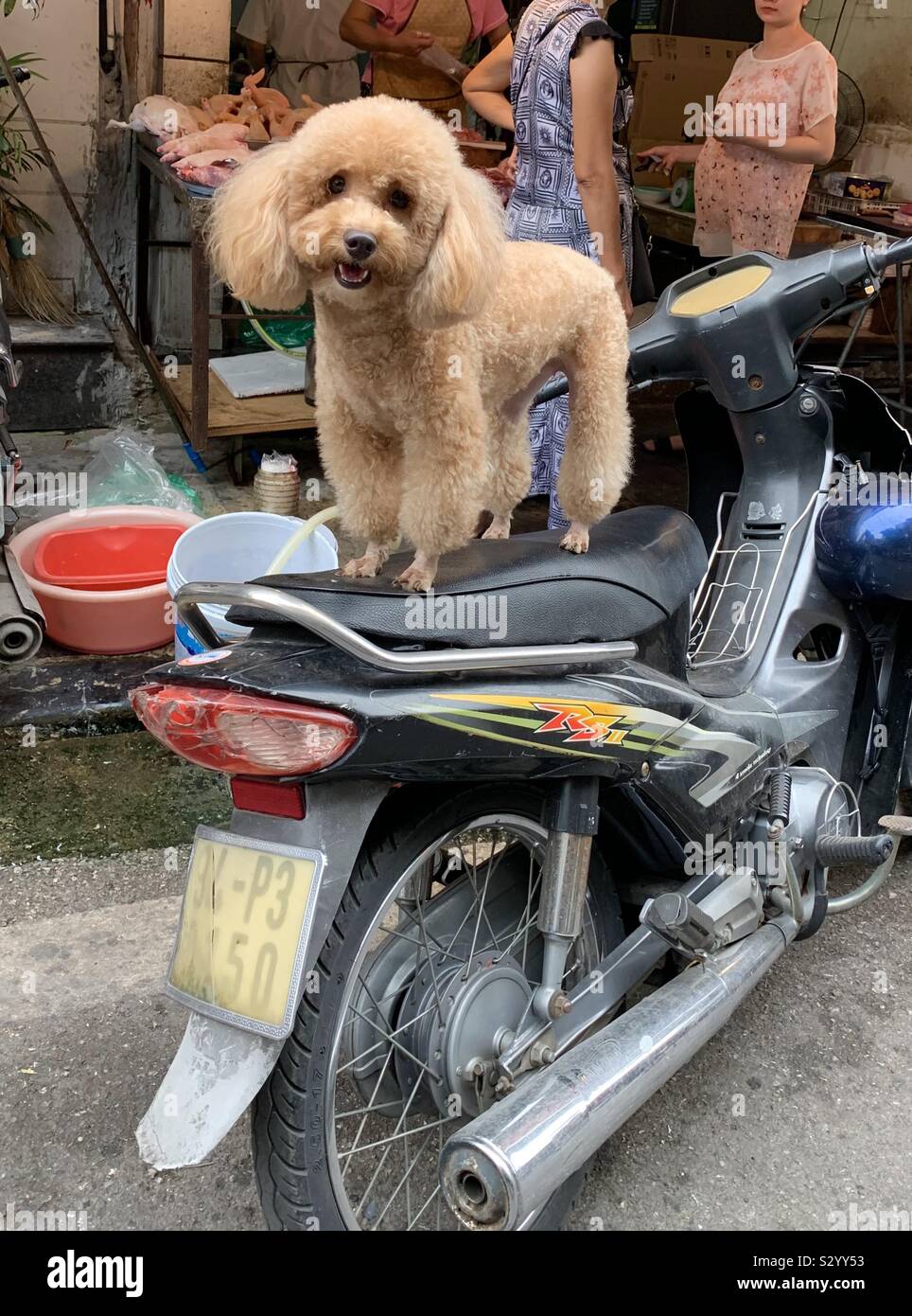 Are Poodles Guard Dogs