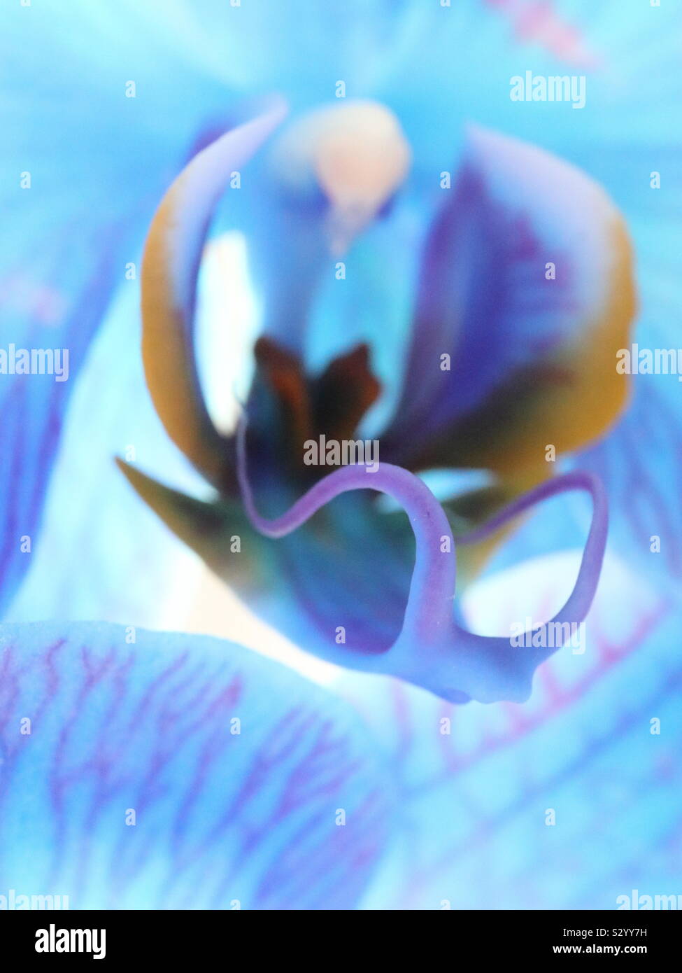 Blue orchid hi-res stock photography and images - Alamy