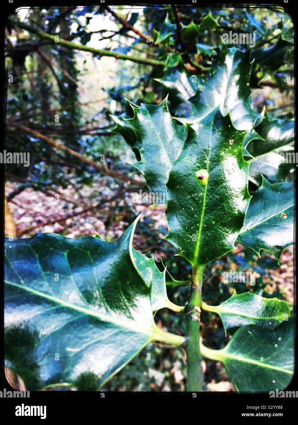 Prickly plants hi-res stock photography and images - Alamy