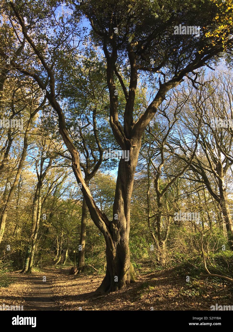 Strong tree hi-res stock photography and images - Alamy