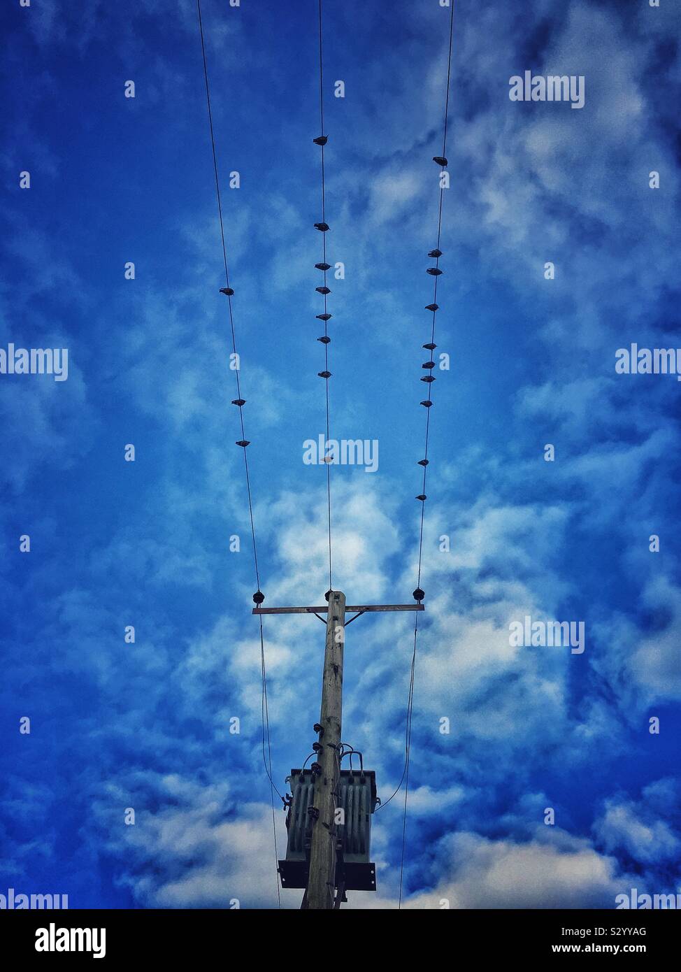 Little flock of birds on overhead power lines Stock Photo - Alamy