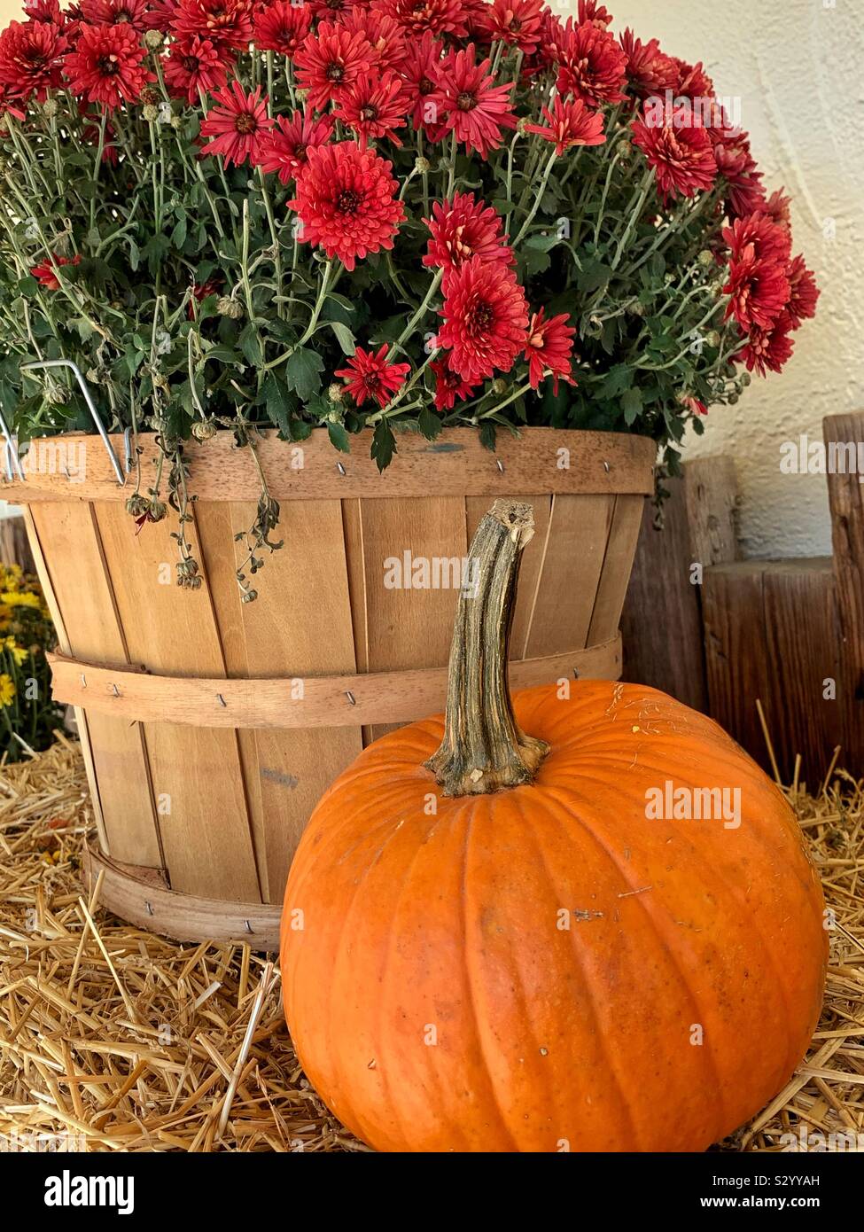 Beautiful fall decorations of red mums and a pumpkin on a bale of hay ...