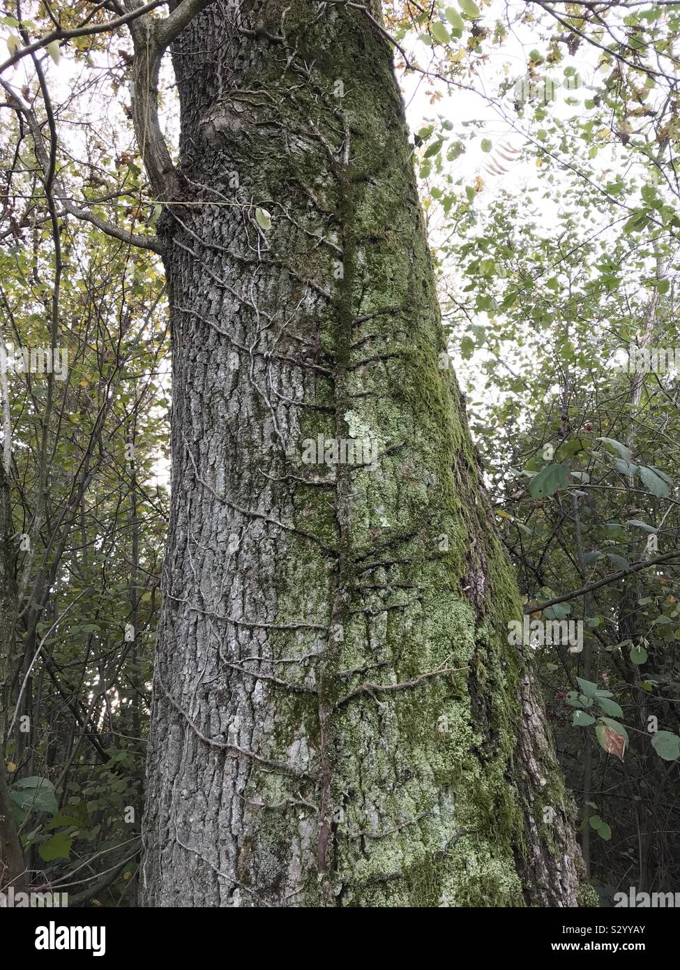Tree veins hi-res stock photography and images - Alamy
