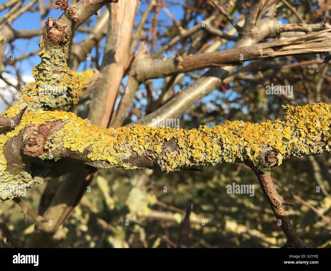 Lichen on hedge twig Stock Photo - Alamy