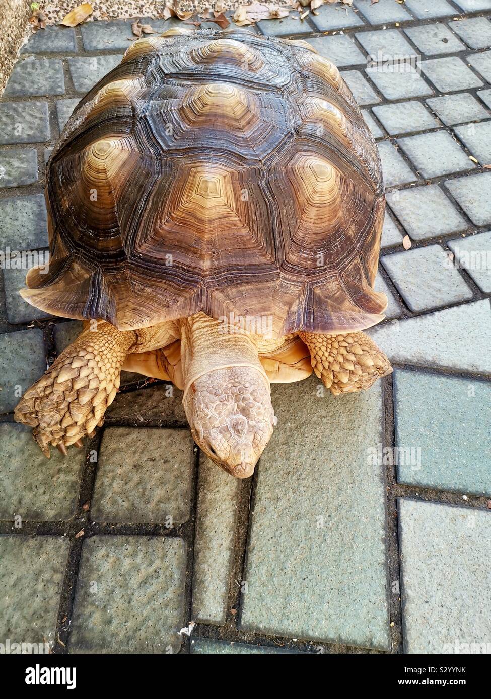 A beautiful giant turtle Stock Photo - Alamy