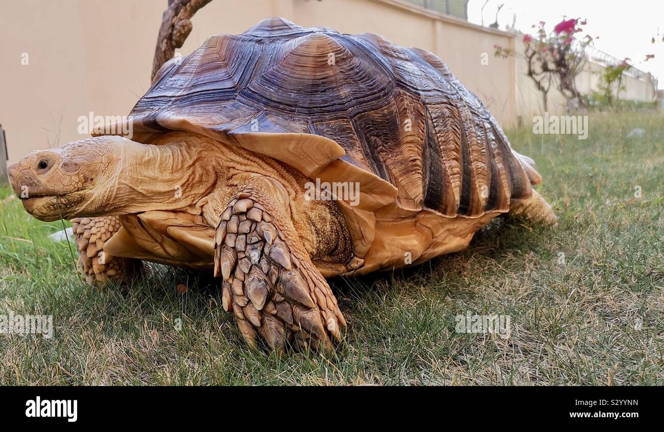A beautiful giant Turtle Stock Photo - Alamy