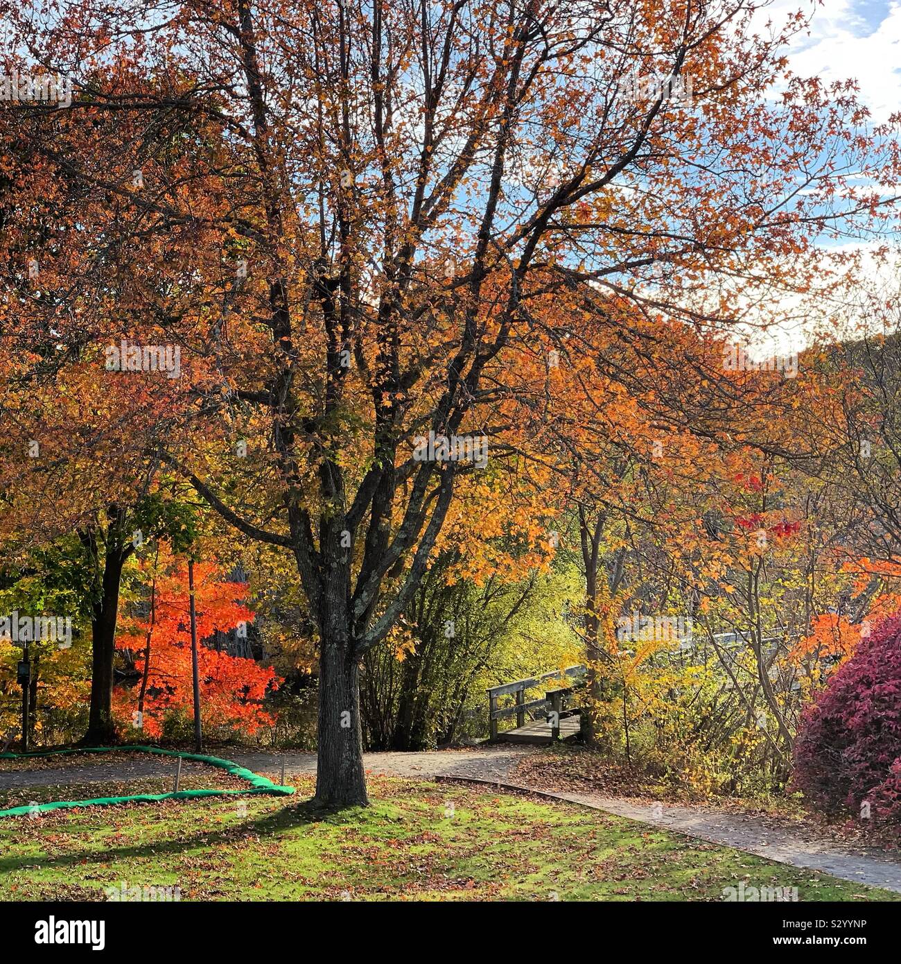 Fall foliage, Town Brook Park, Plymouth, Massachusetts, United States ...