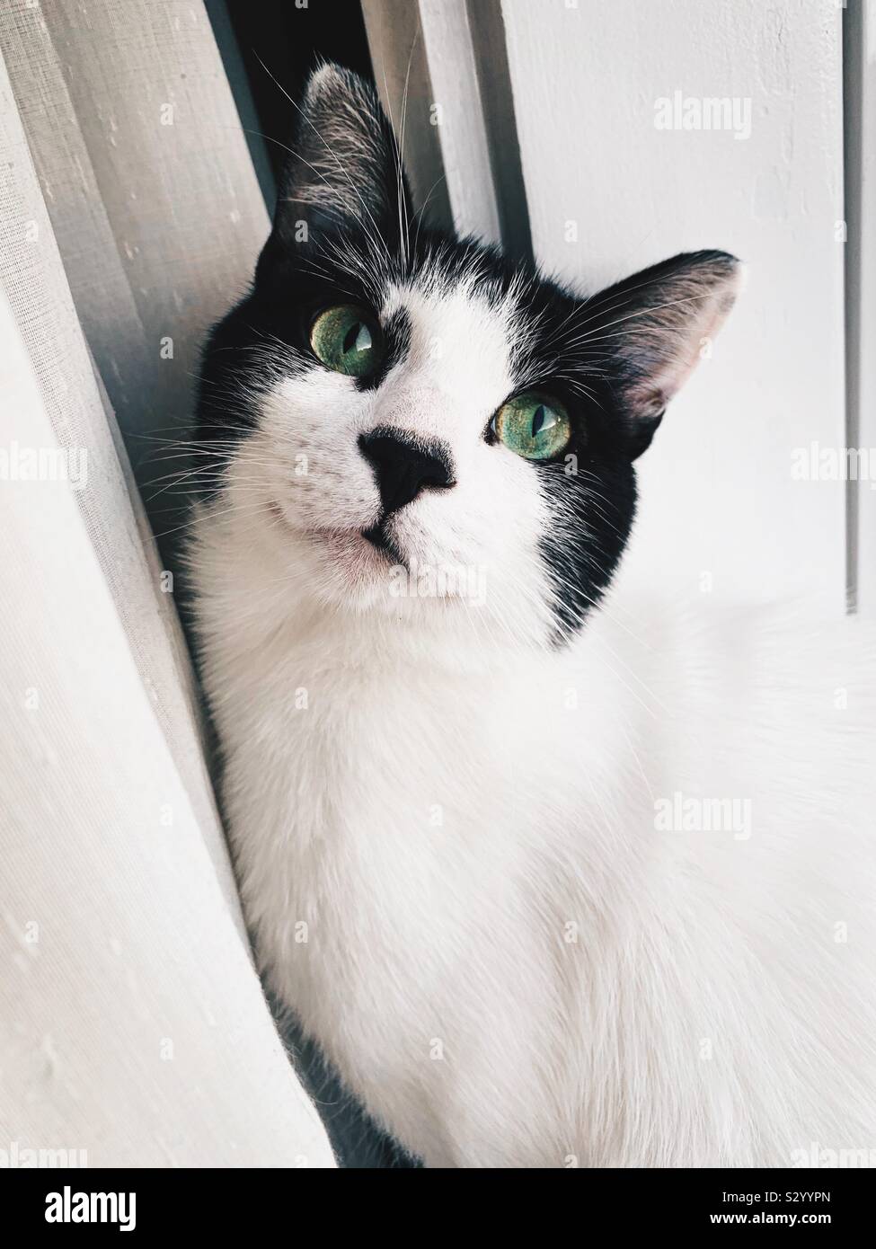 Artur, the cat Stock Photo - Alamy