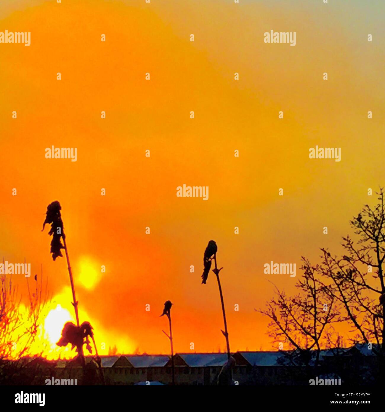 Sunset in Calgary, Alberta, Canada Stock Photo - Alamy