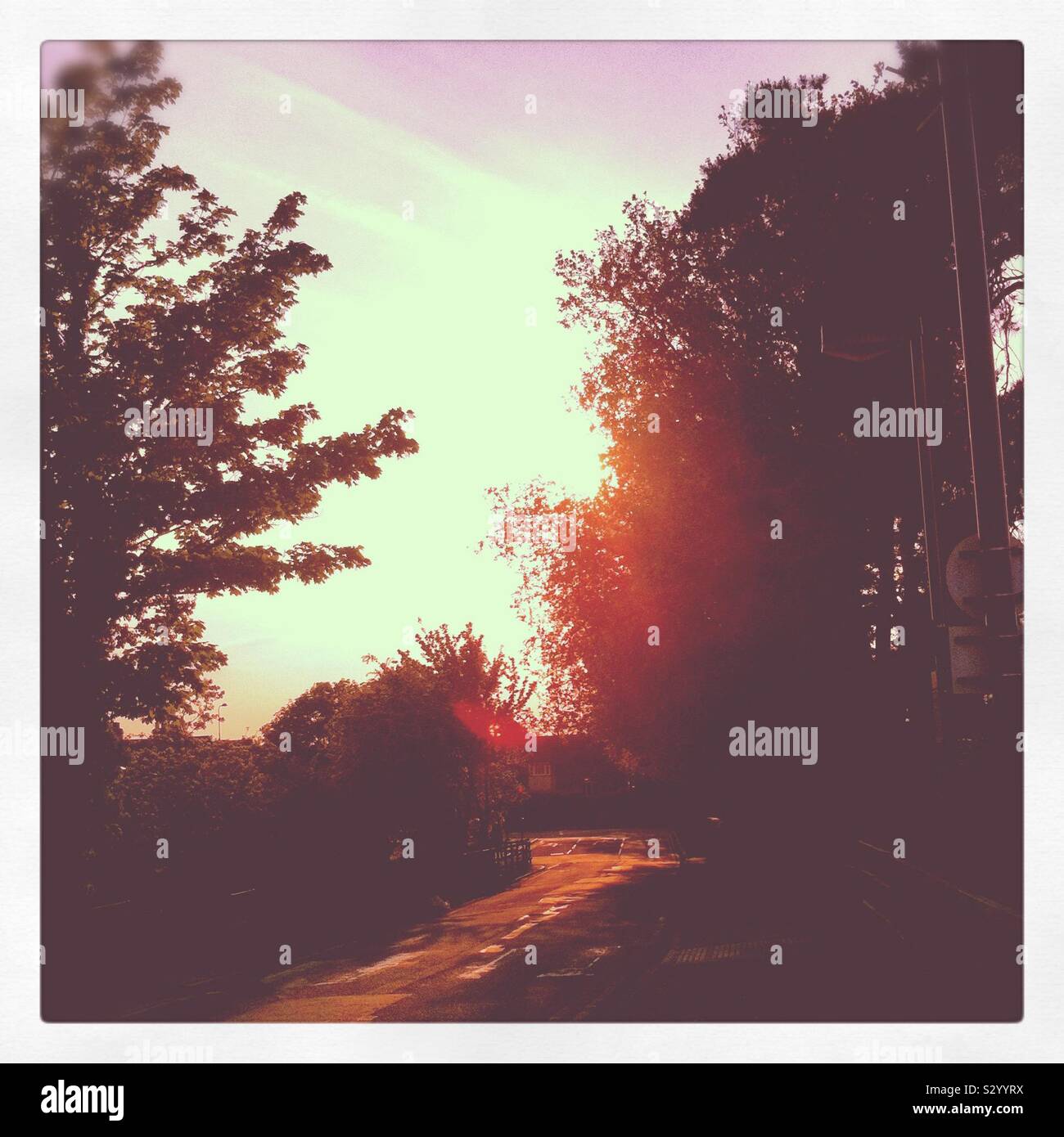 Sun through the trees Stock Photo - Alamy