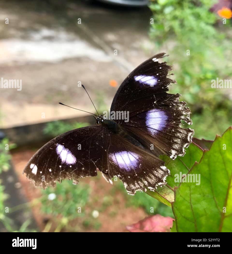 Tattered wings hi-res stock photography and images - Alamy