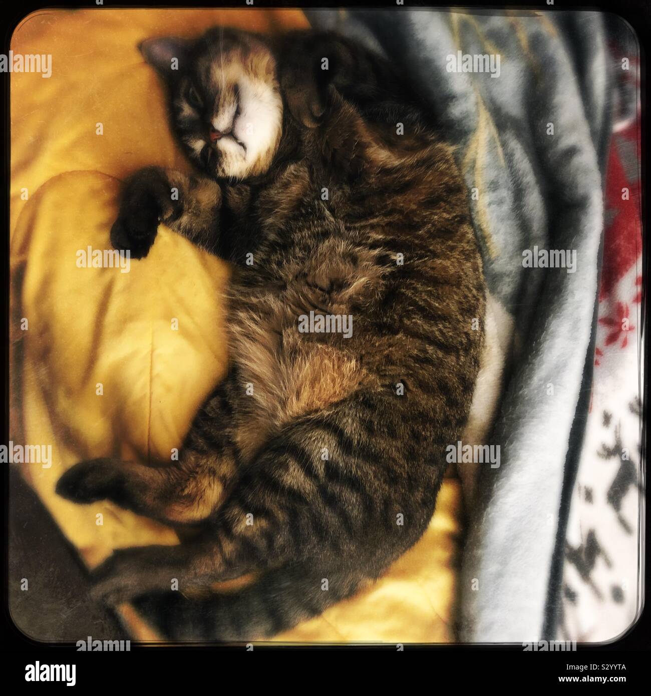 Sleep sleeping cat hi-res stock photography and images - Alamy