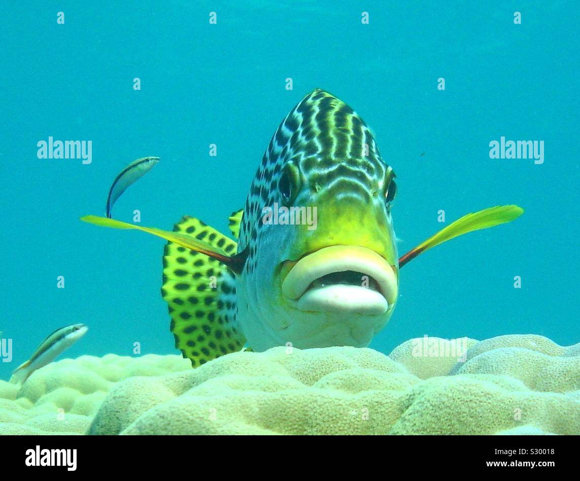 Sweet Lips Stock Photo Alamy sweet-lips-stock-photo-alamy