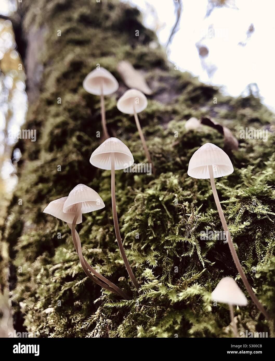 Trunk of an ash tree hi-res stock photography and images - Alamy