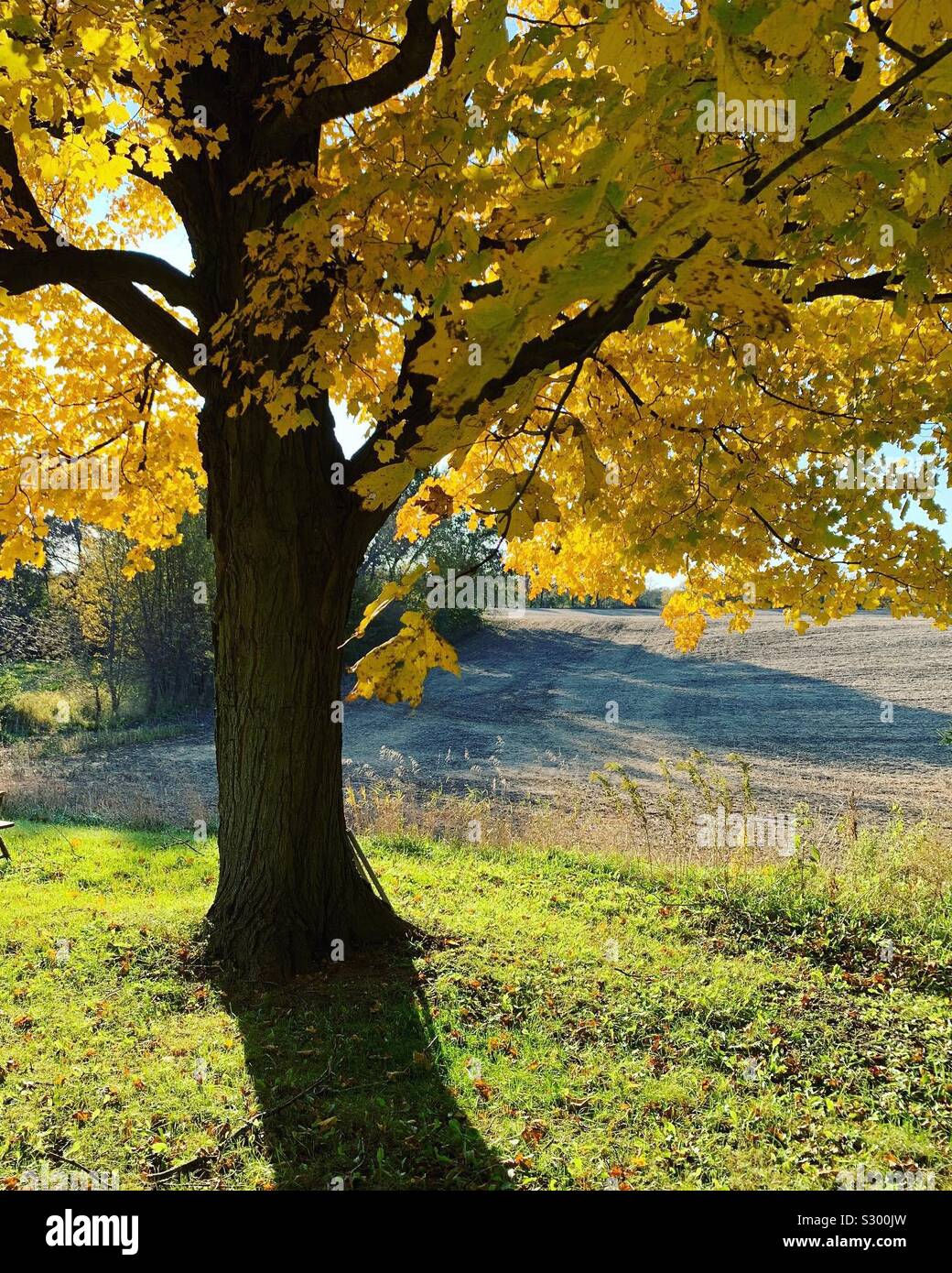 Maple tree in fall Stock Photo - Alamy