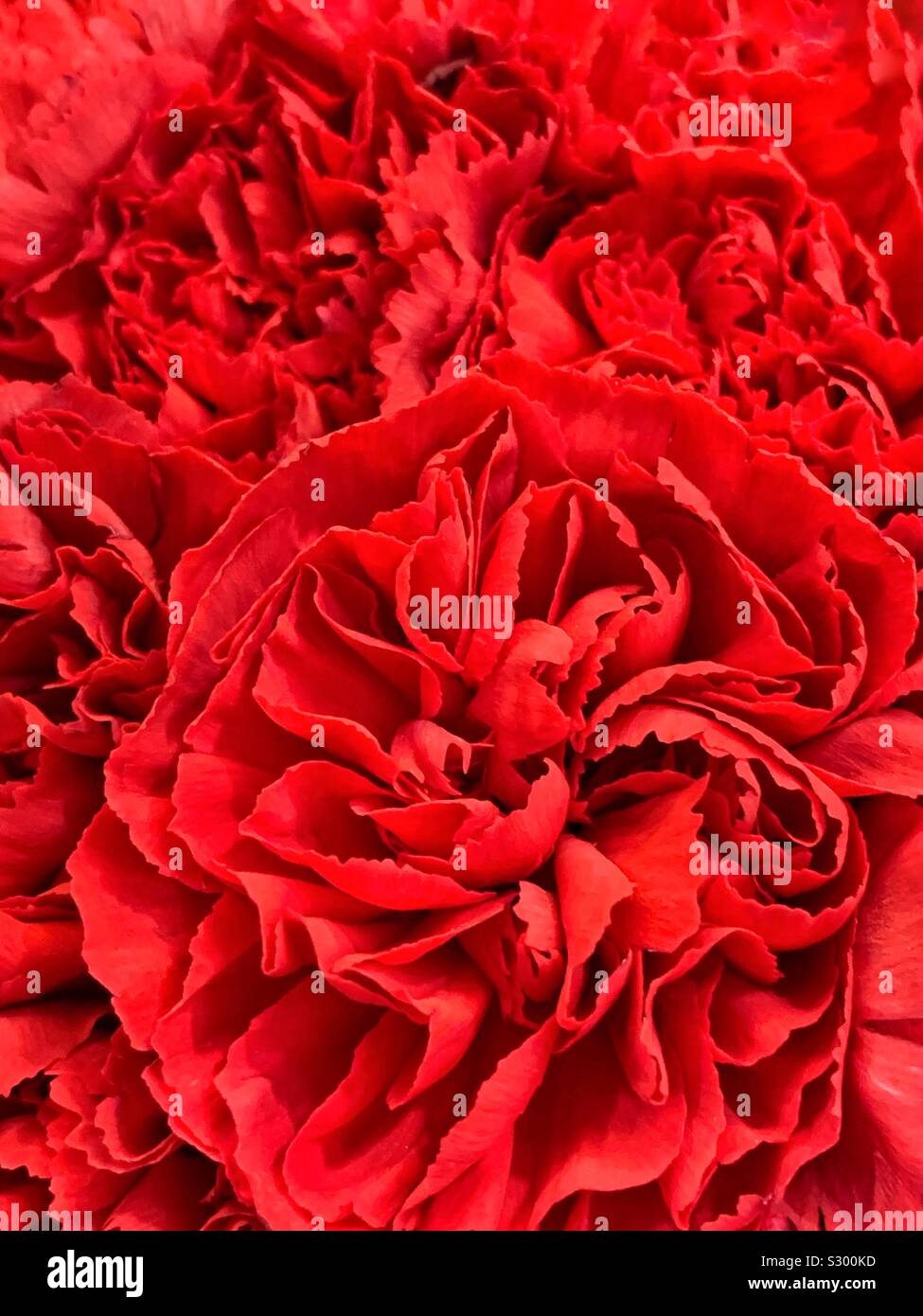 Beautiful fresh red carnations in full blossom Stock Photo - Alamy