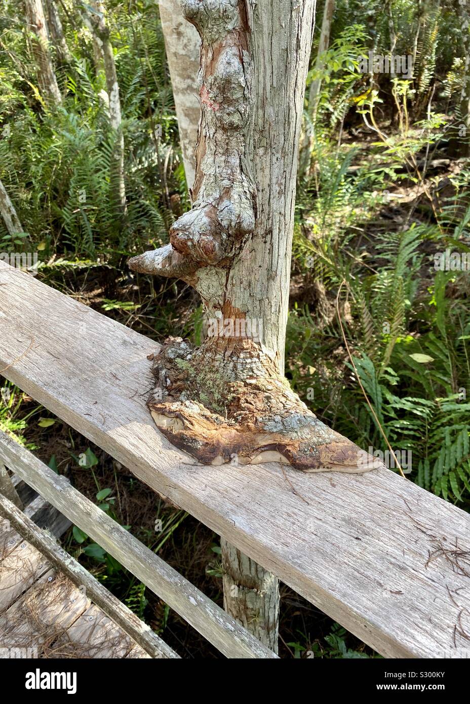 Tree eating wood hi-res stock photography and images - Alamy