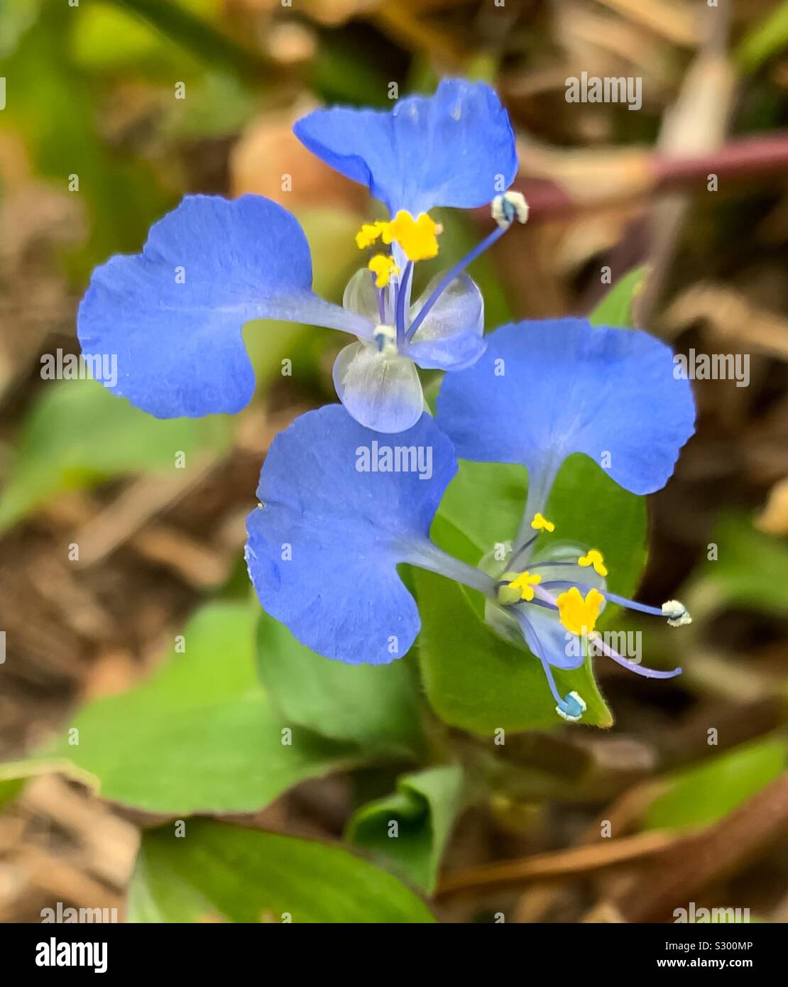 The true blue asiatic dayflower hi-res stock photography and images - Alamy