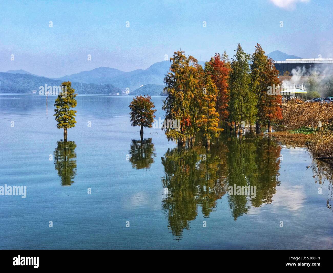 Sequoia china hi-res stock photography and images - Alamy