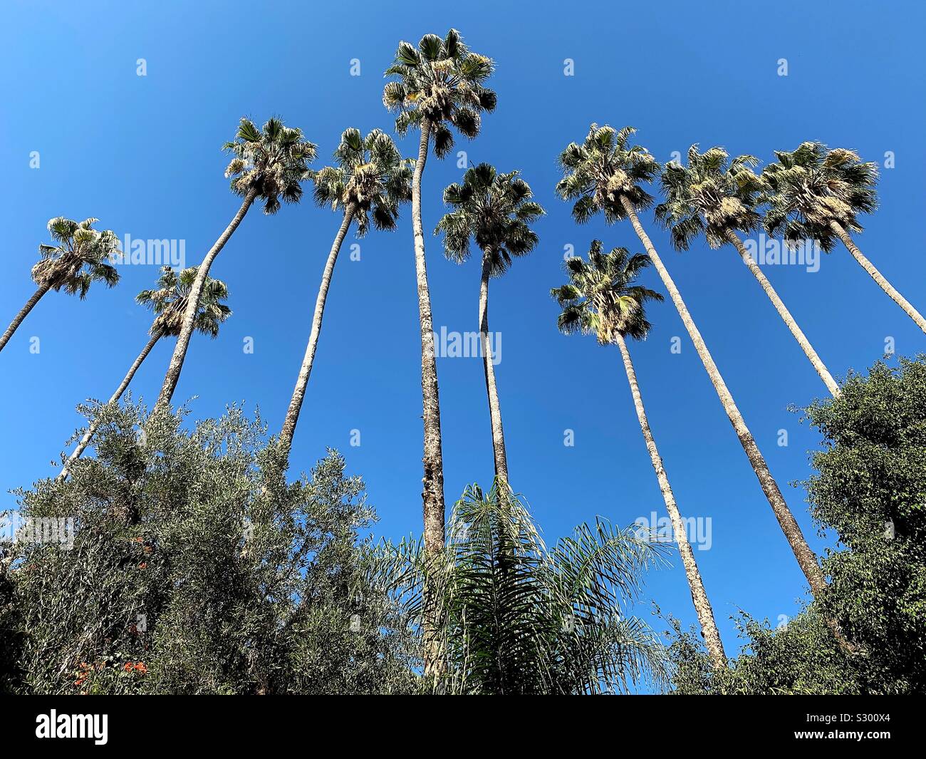 Hollywood Palm Trees Stock Photo - Alamy