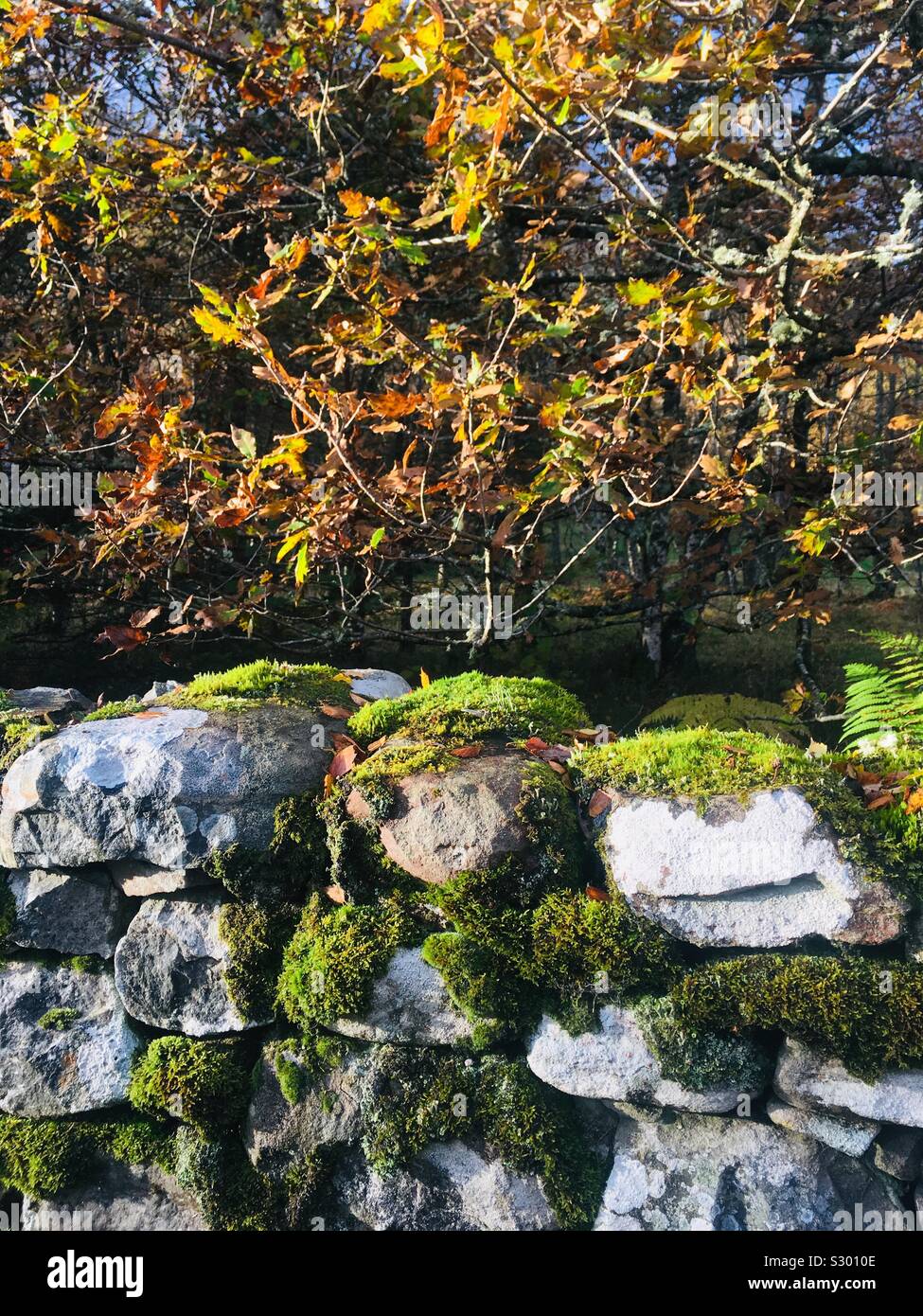All stone wall covered in moss hi-res stock photography and images - Alamy
