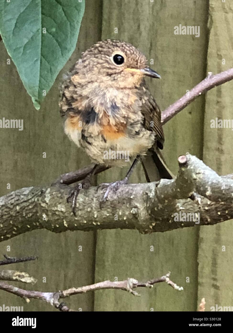 Baby robin hi-res stock photography and images - Alamy