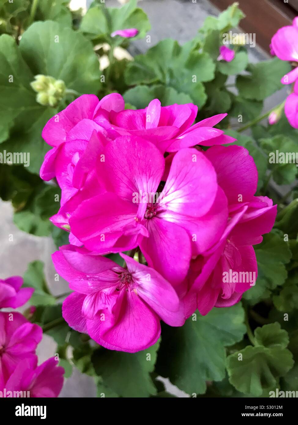 Geranium leaves hi-res stock photography and images - Alamy
