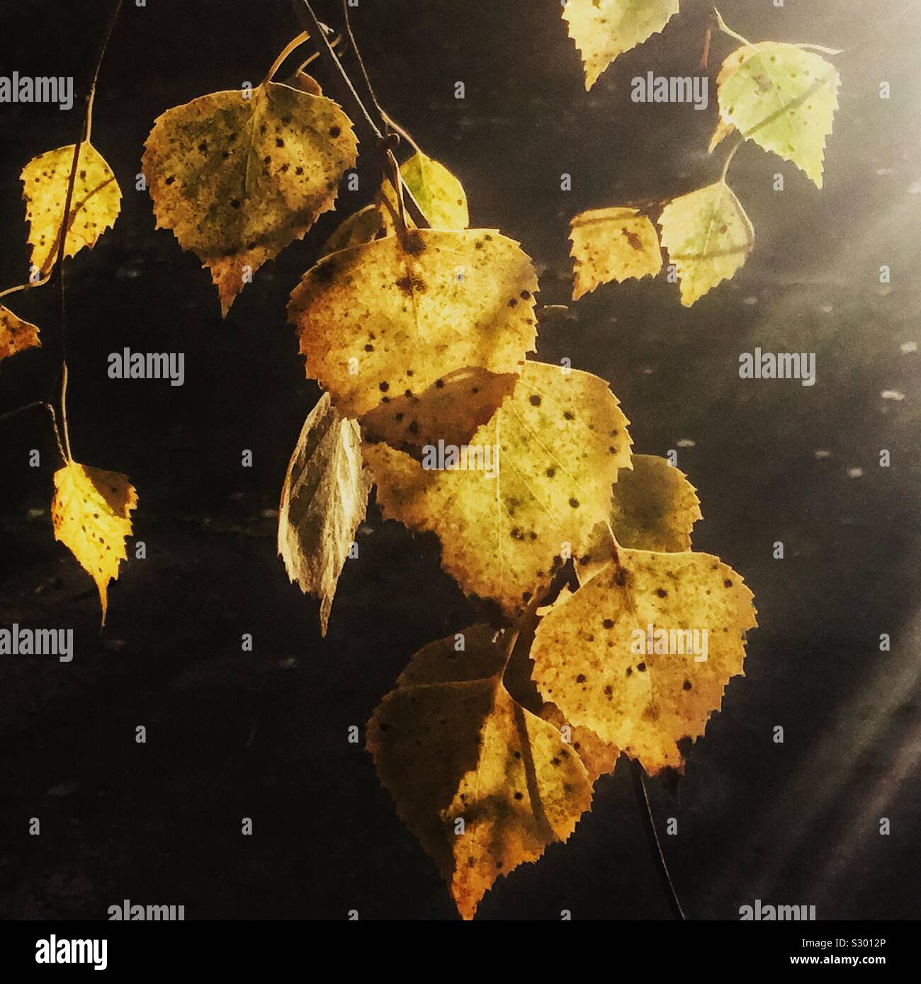 Commonly considered autumn versions of color and shape ... continuously ...