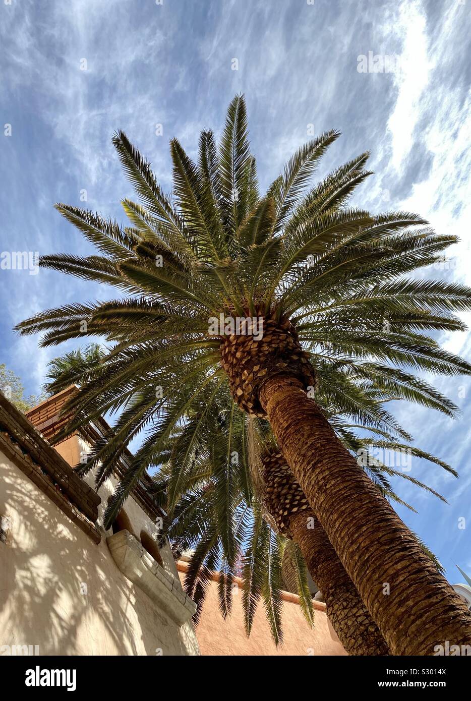 Beautiful large palm trees hi-res stock photography and images - Alamy