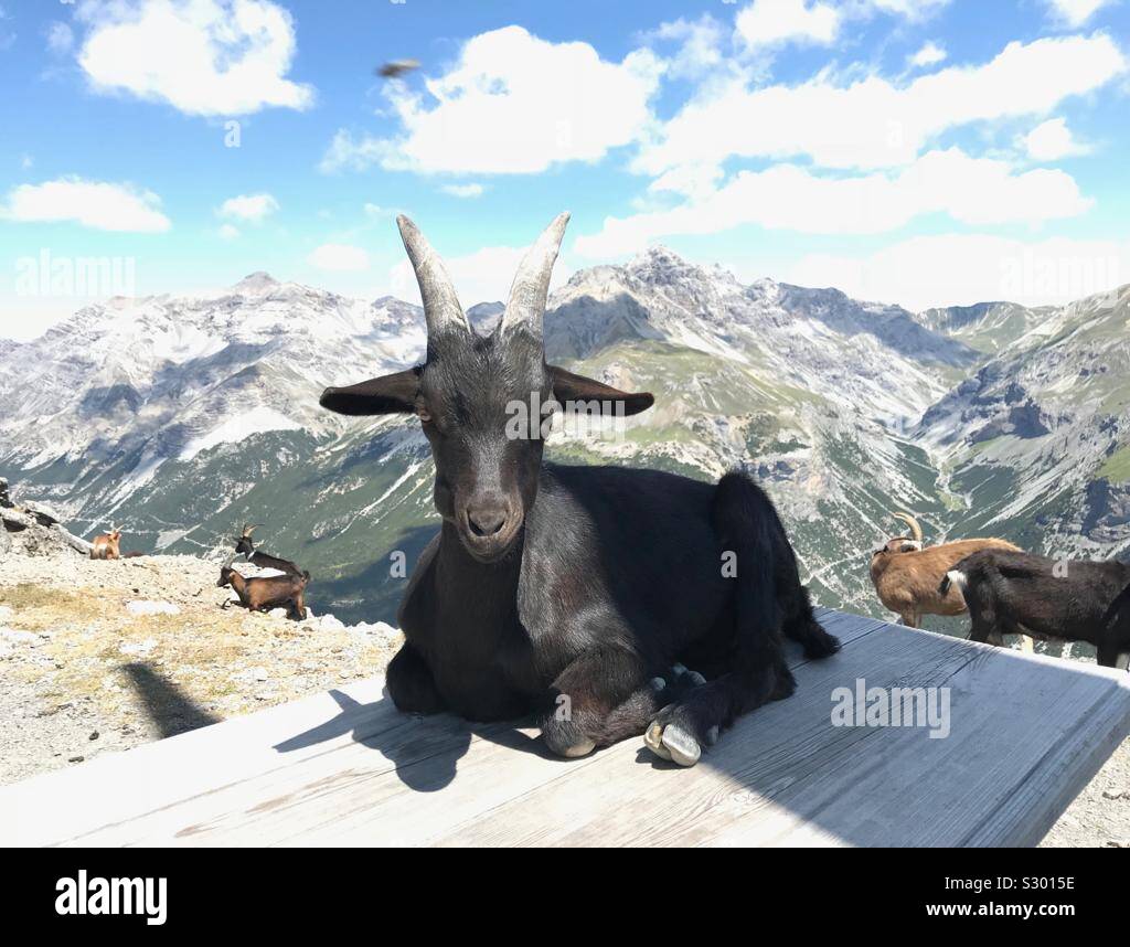 White italian goat hi-res stock photography and images - Alamy