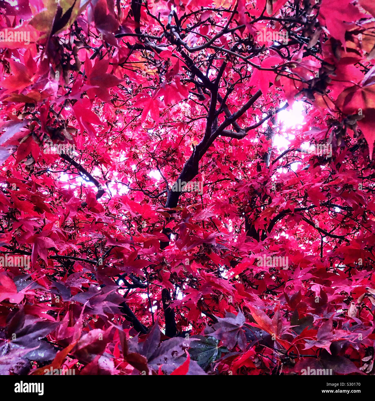 Canada red leaves hi-res stock photography and images - Alamy
