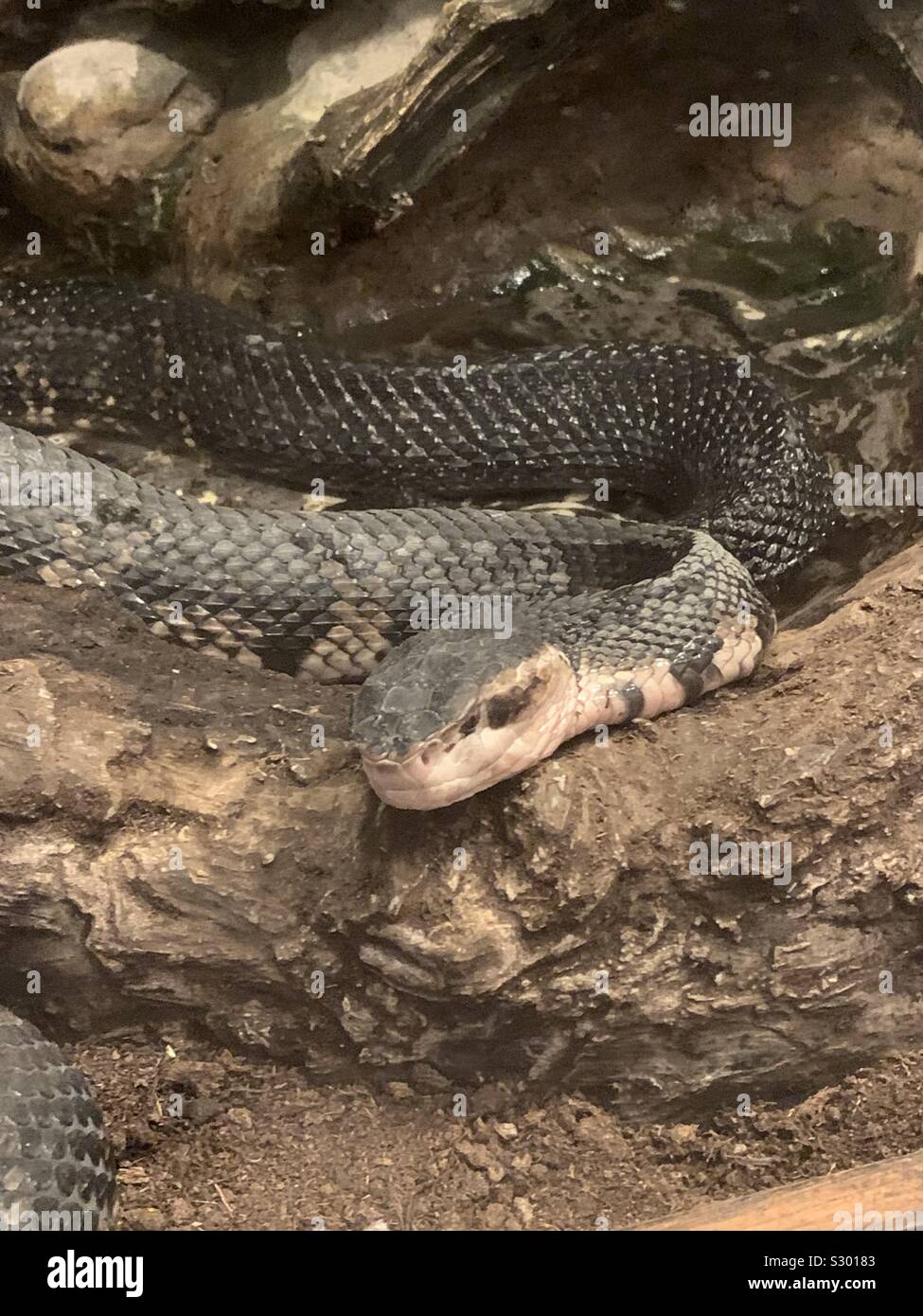 Budapest zoo hi-res stock photography and images - Alamy