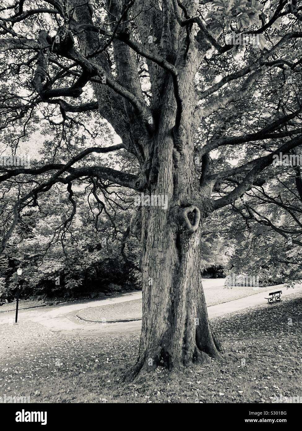 The love tree, heart shape on trunk Stock Photo - Alamy