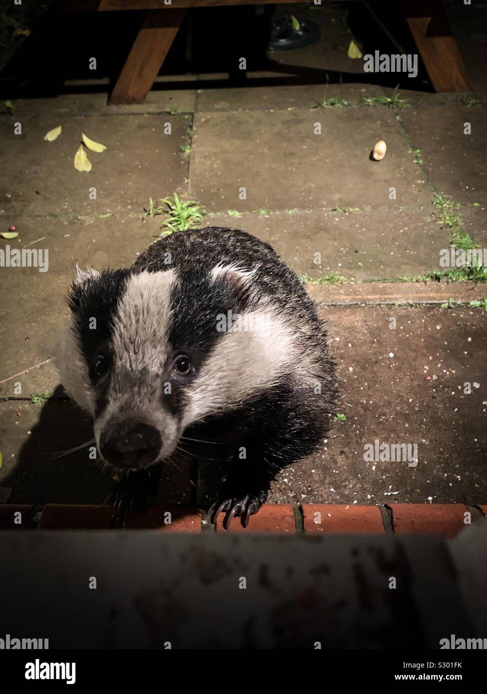 Badger through the cat flap Stock Photo - Alamy