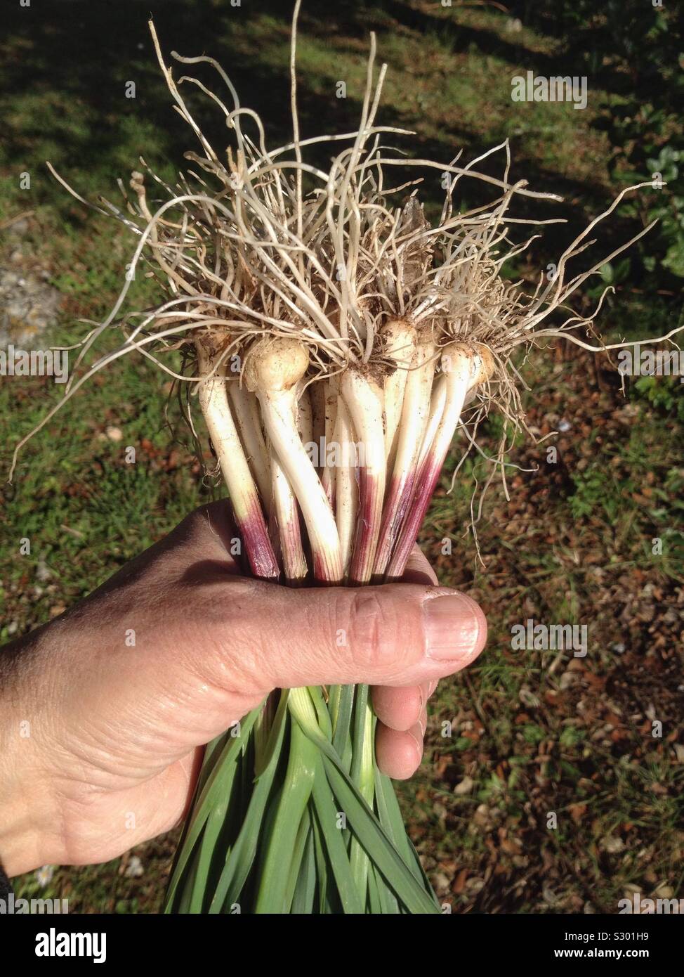 Harvest of wild leeks in the countryside Stock Photo - Alamy