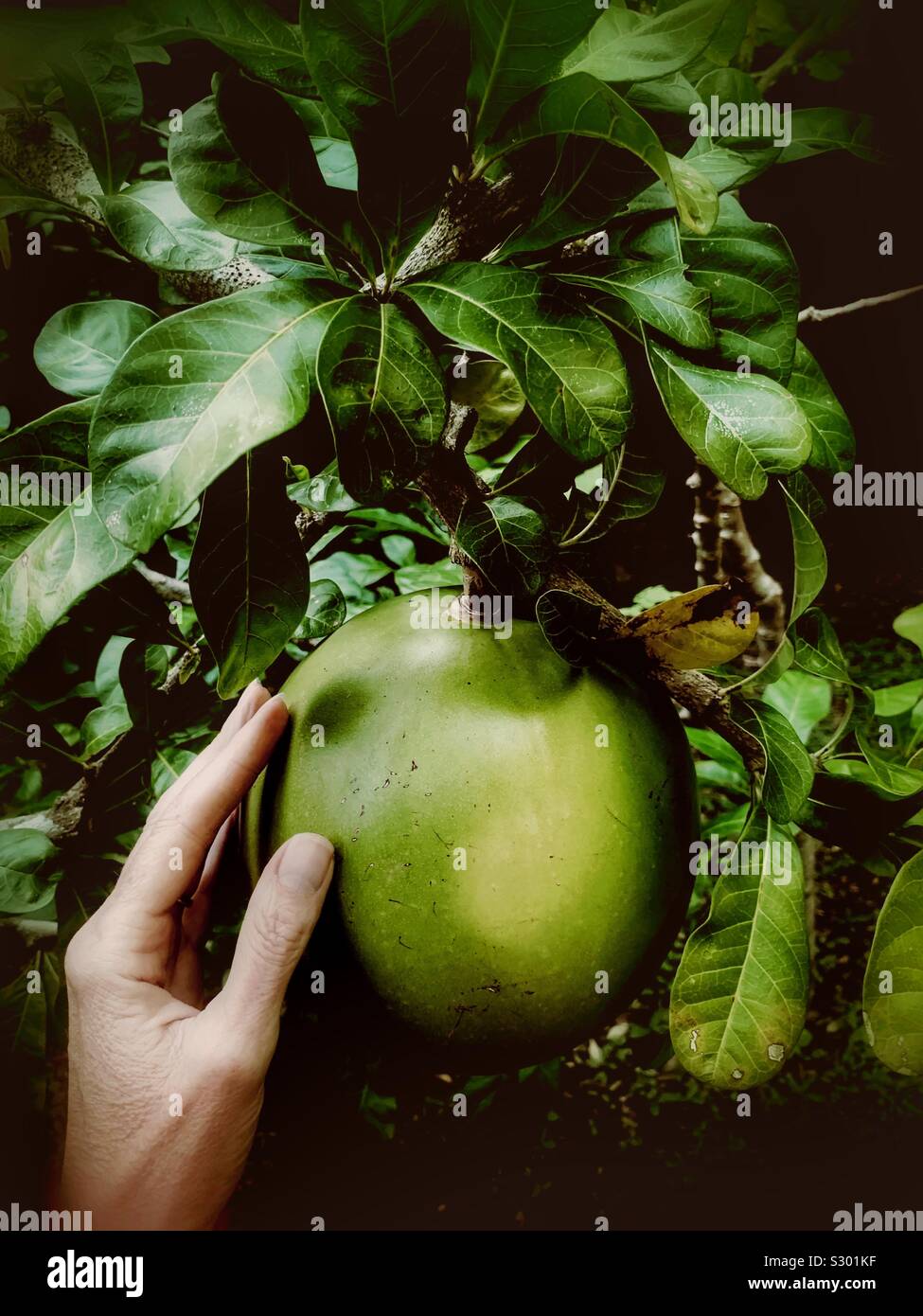 Mayan sacred tree hi-res stock photography and images - Alamy