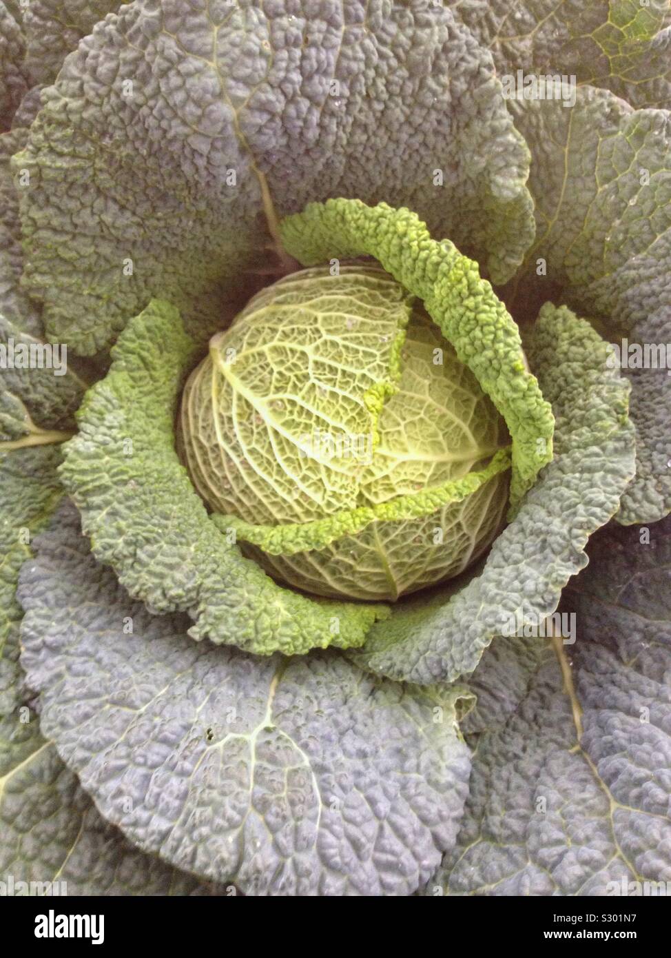 Curly cabbage hi-res stock photography and images - Alamy