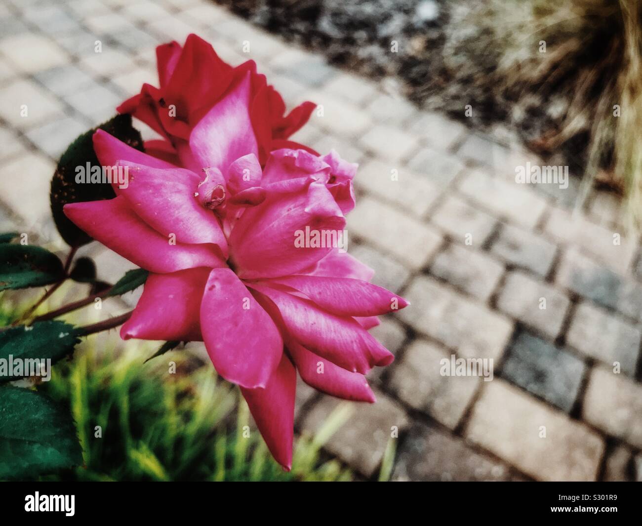 Pink patio rose hi-res stock photography and images - Alamy