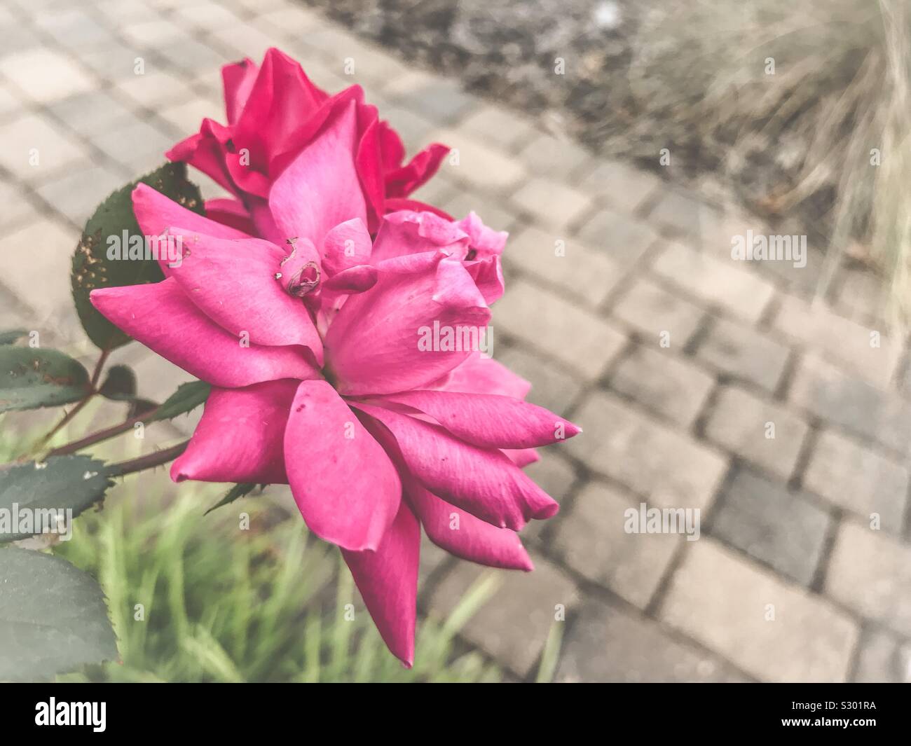 Magenta rose hi-res stock photography and images - Alamy