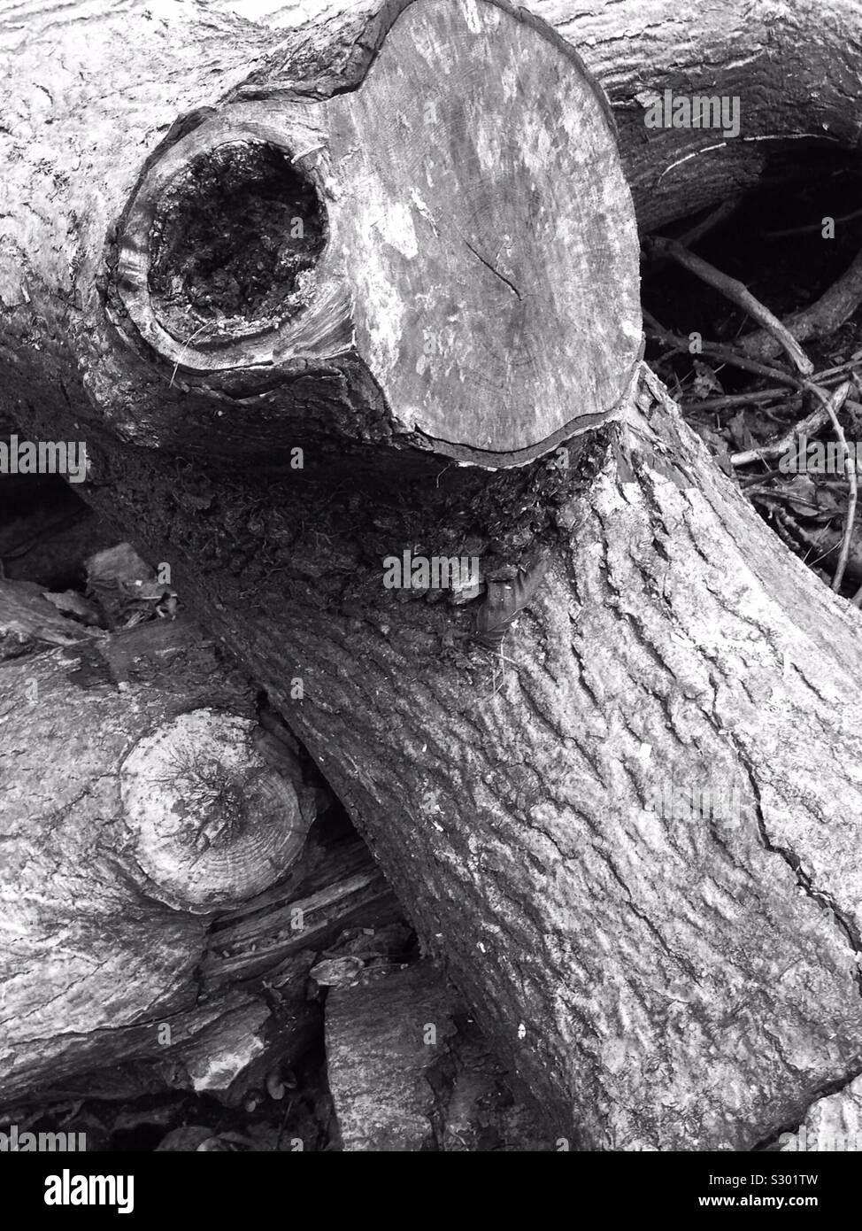 Black and white tree logs Stock Photo - Alamy