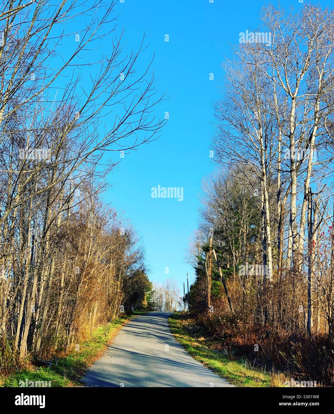 Trees lining the road under a blue sky Stock Photo - Alamy