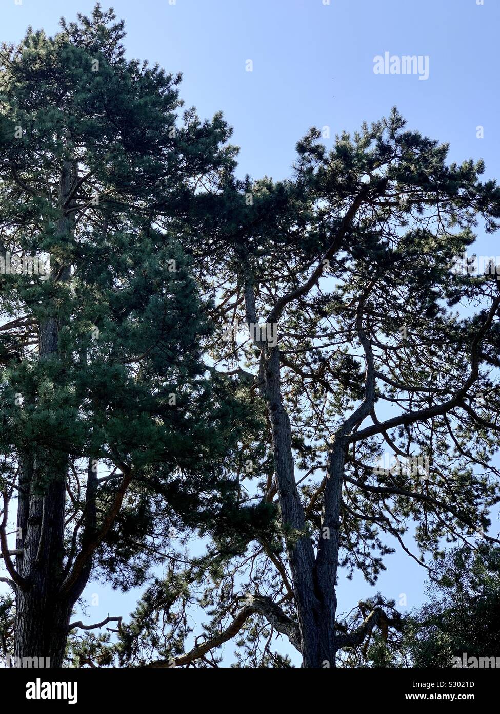 Canopy of tree tops hi-res stock photography and images - Alamy