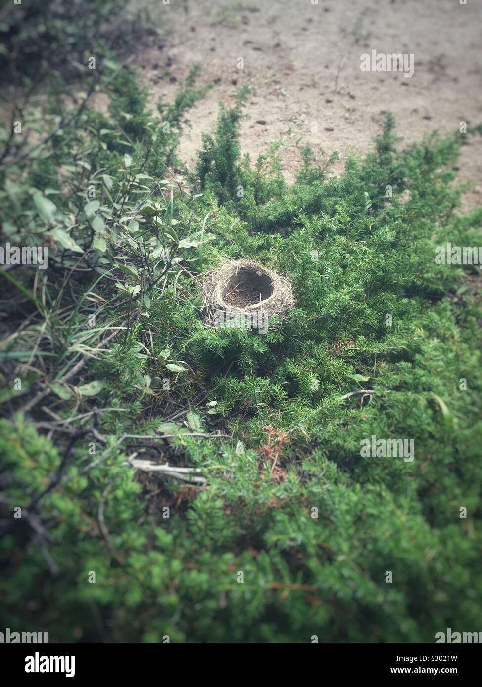 Birds of the woods hi-res stock photography and images - Alamy