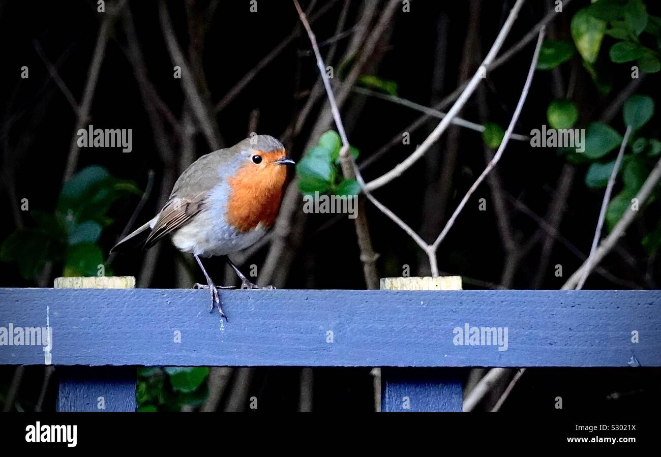 Chest orange hi-res stock photography and images - Alamy